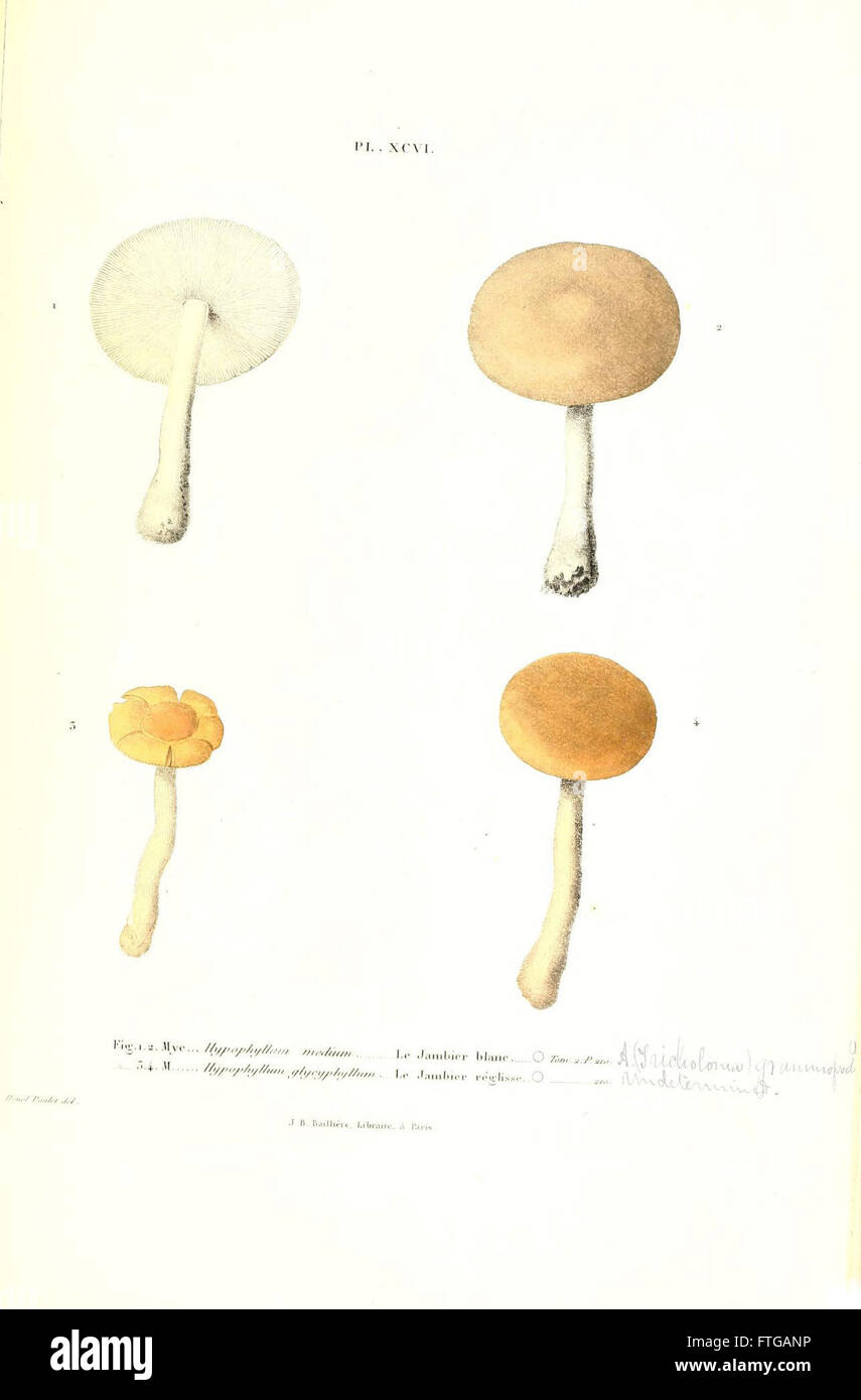 'Iconographie des champignons de Paulet' (Plate XCVI) presents detailed ...