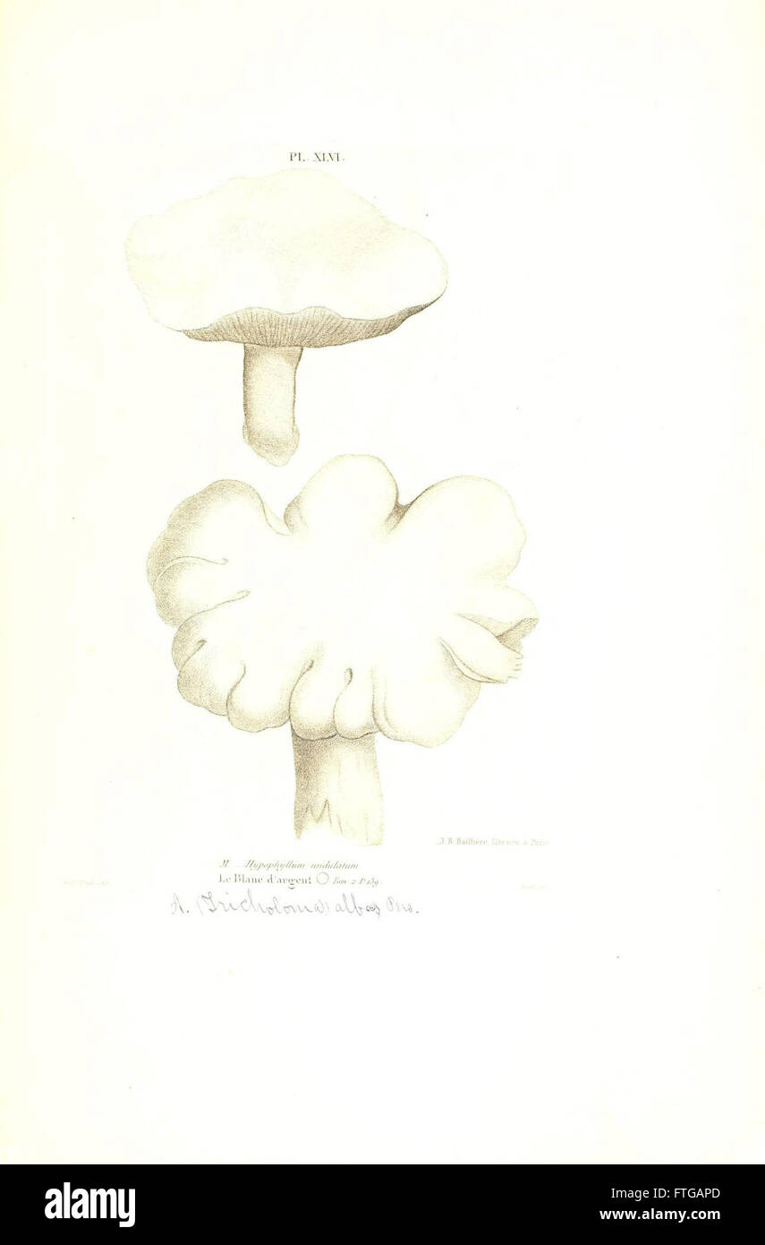 An illustration from *Iconographie des champignons de Paulet ...