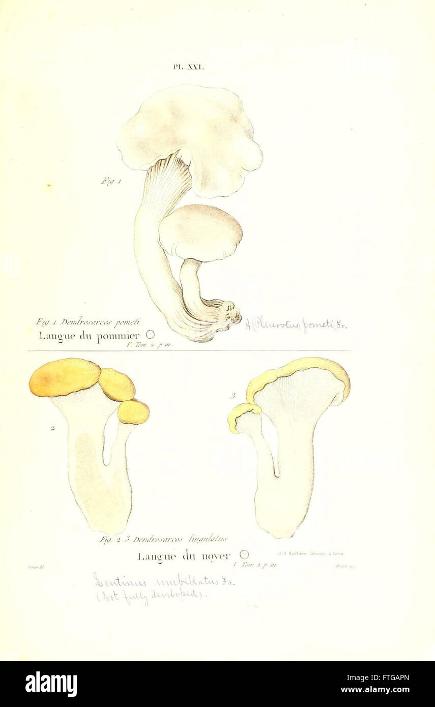 Various mushroom species depicted hi-res stock photography and images ...