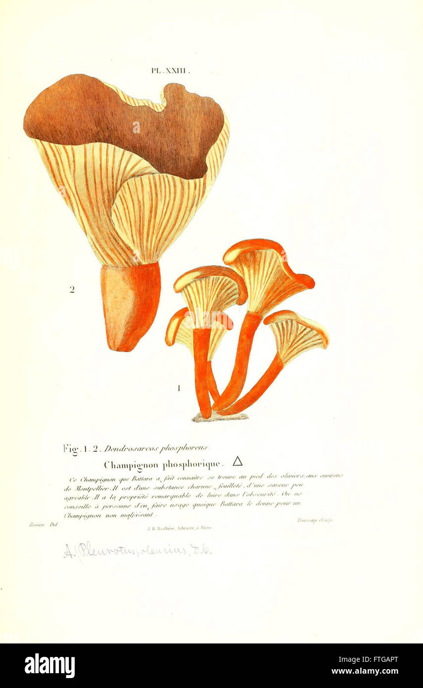 'Iconographie des Champignons de Paulet' is a detailed botanical ...