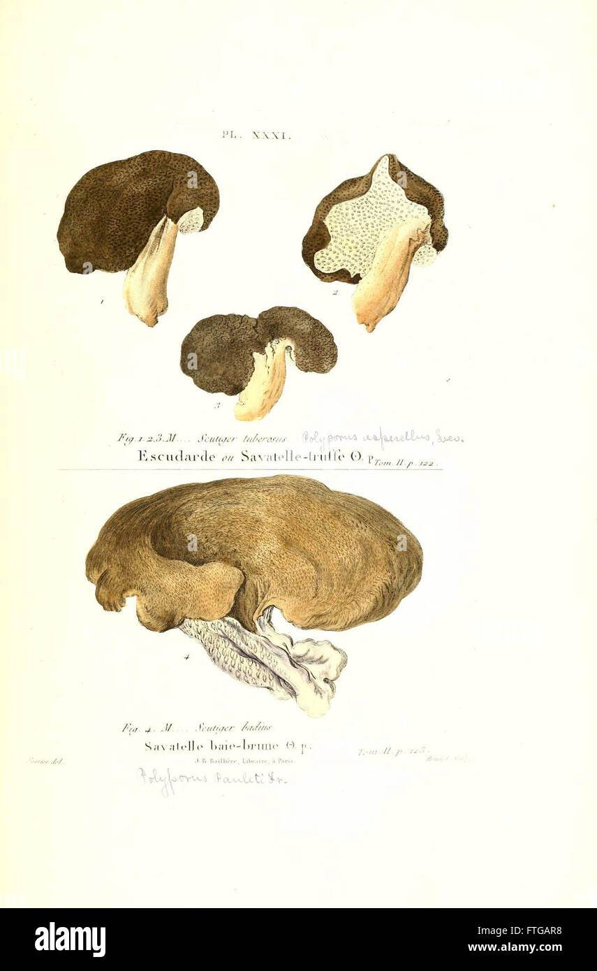 This plate from the 'Iconographie des champignons de Paulet' presents ...
