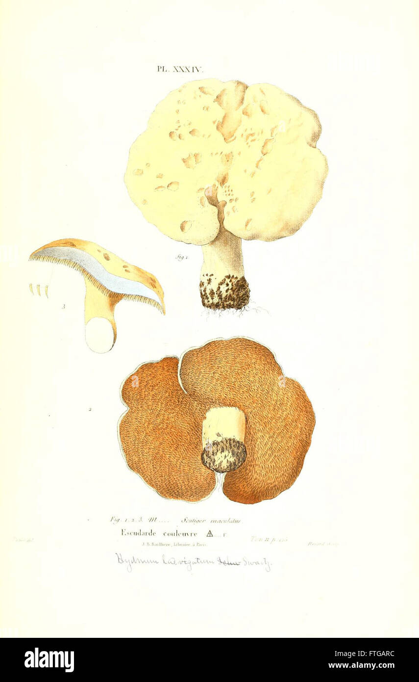 Iconographie des Champignons de Paulet presents detailed illustrations ...
