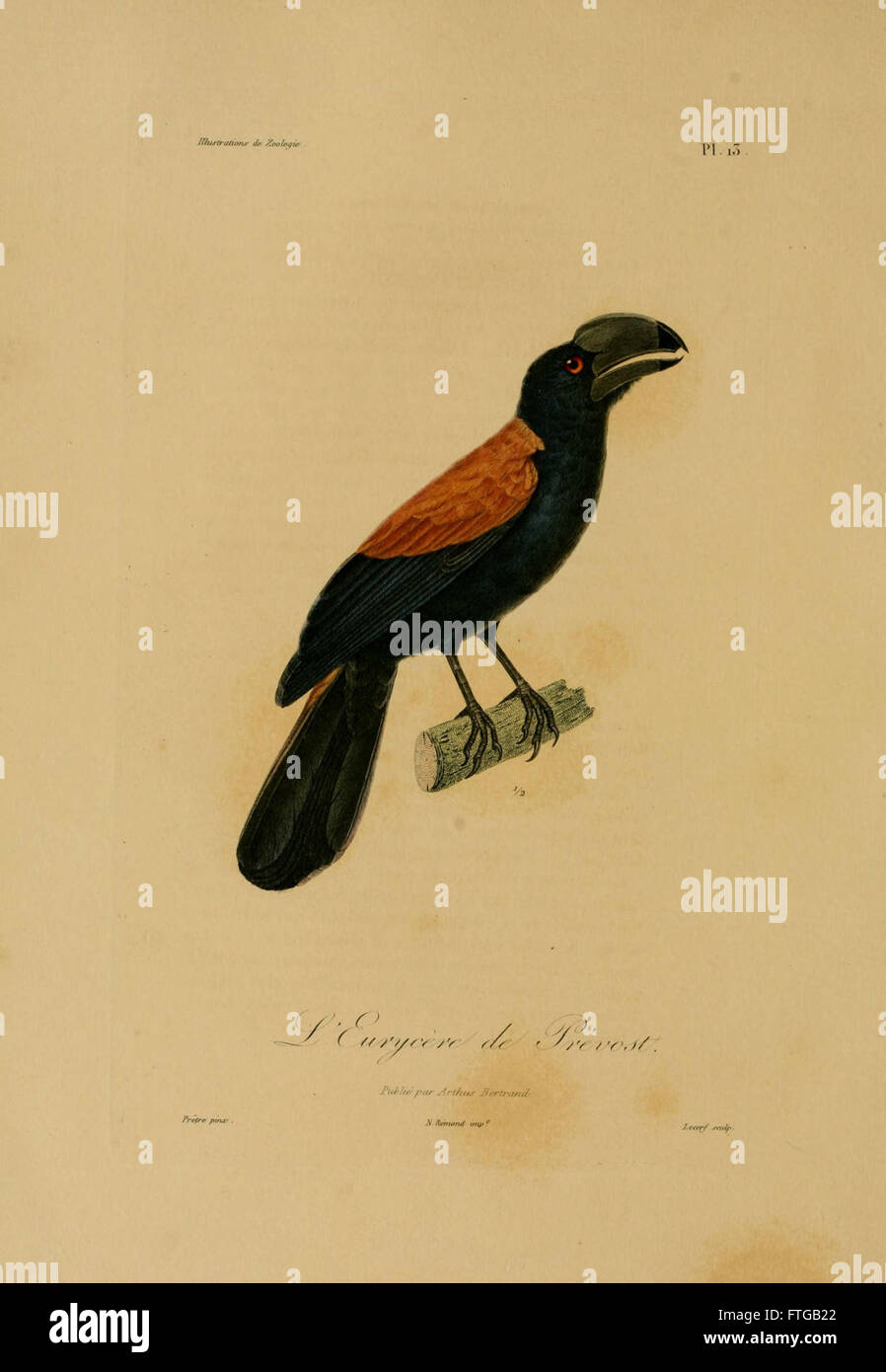 This French zoological illustration features depictions of animals ...