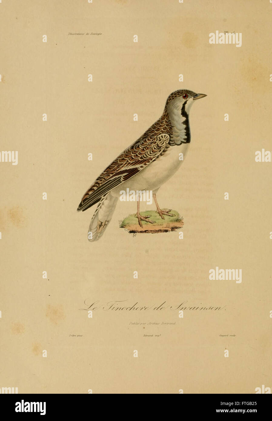 An illustration from a zoological collection, showing animals painted ...