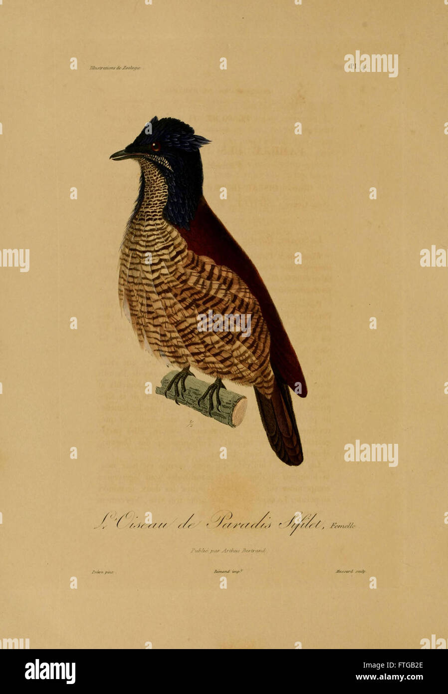 This plate from 'Illustrations de Zoologie' displays an accurate ...