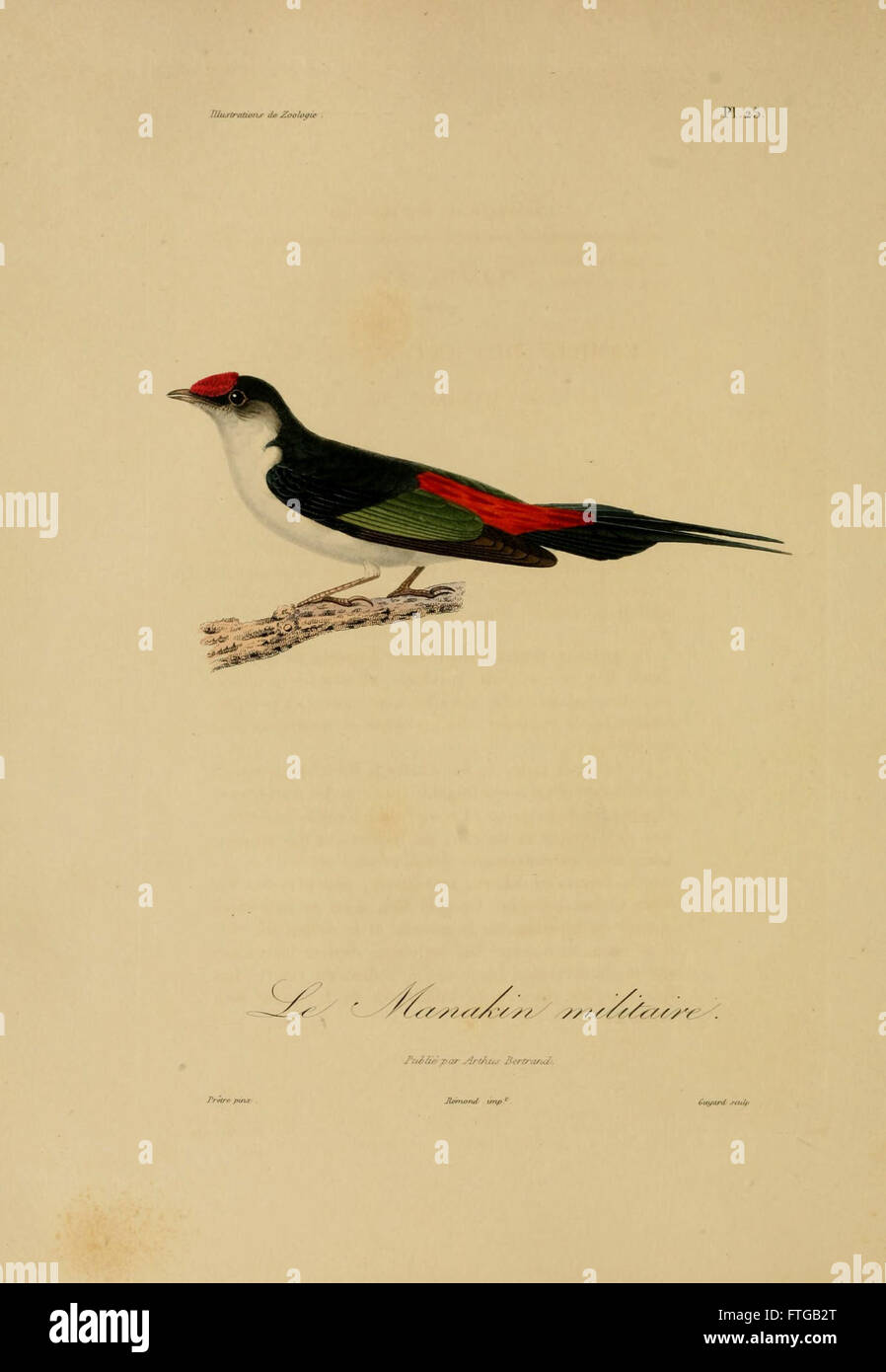 An illustrated zoological work featuring animal species painted from ...