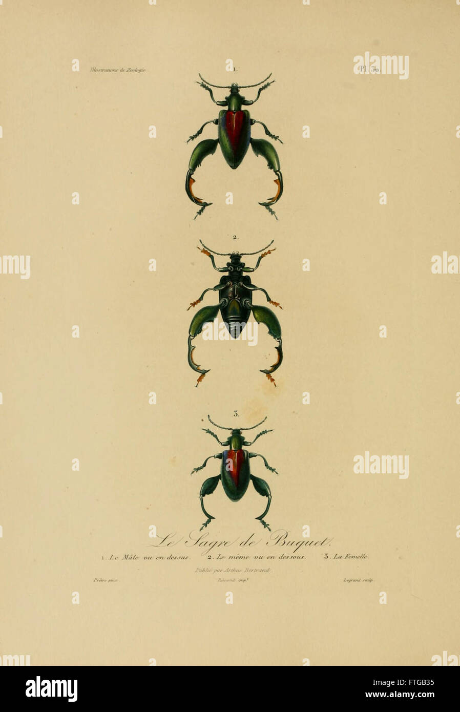 A zoological illustration collection, featuring realistic and ...