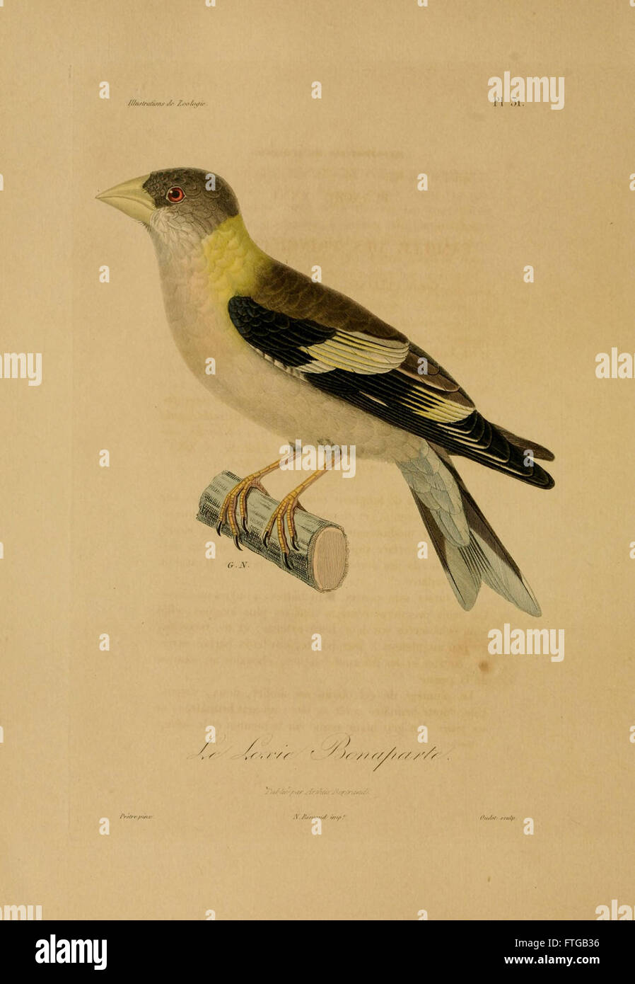 This work features illustrations of animals painted from life, offering ...