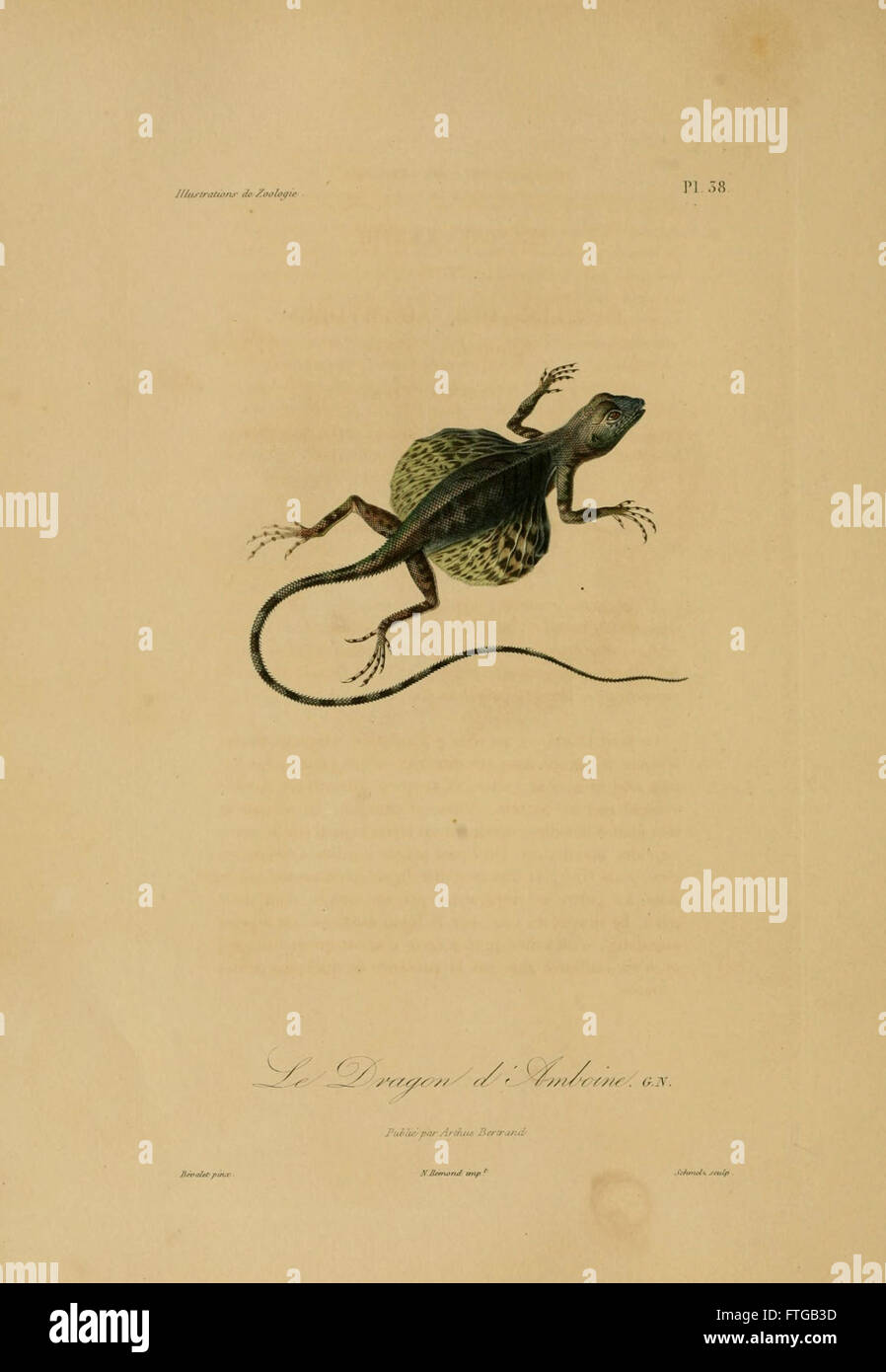 This zoological illustration work features detailed, nature-based ...