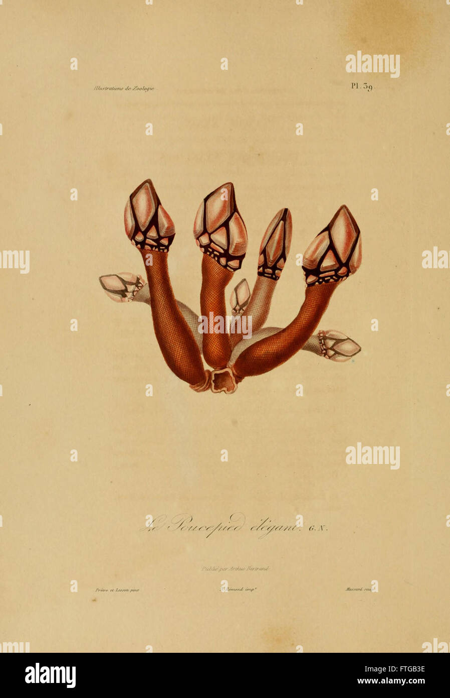 'Illustrations de Zoologie' offers accurate depictions of animals based ...