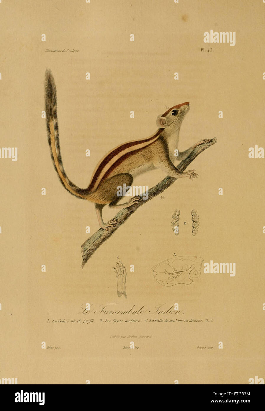 This zoological collection, illustrated with lifelike animal drawings ...