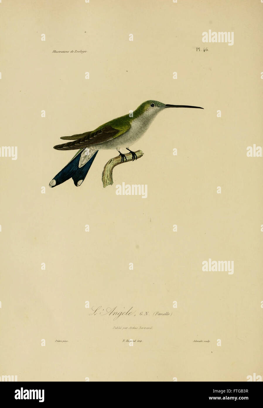 A zoological illustration featuring animals painted from life ...