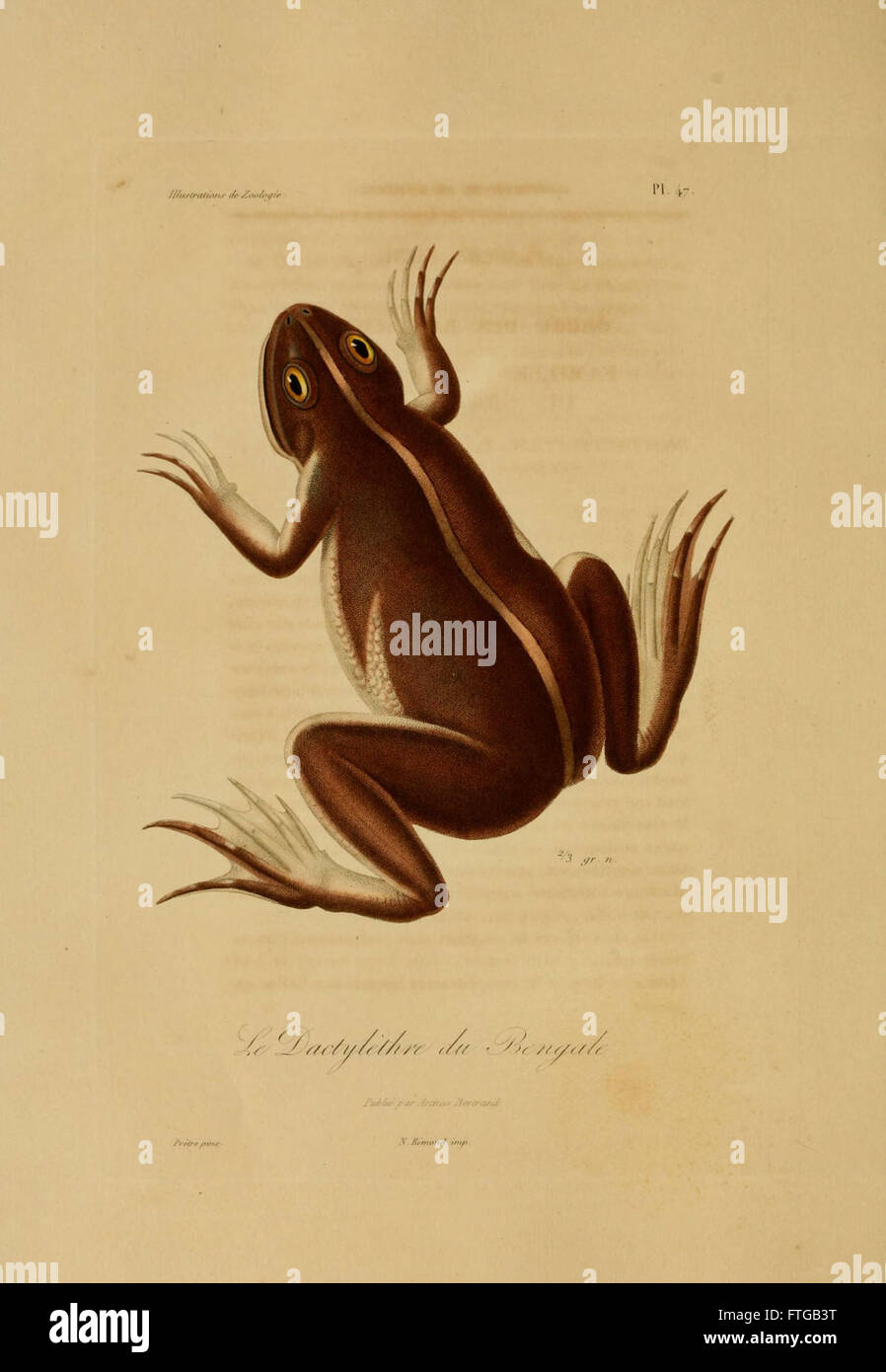 'Illustrations de Zoologie' offers scientifically accurate ...