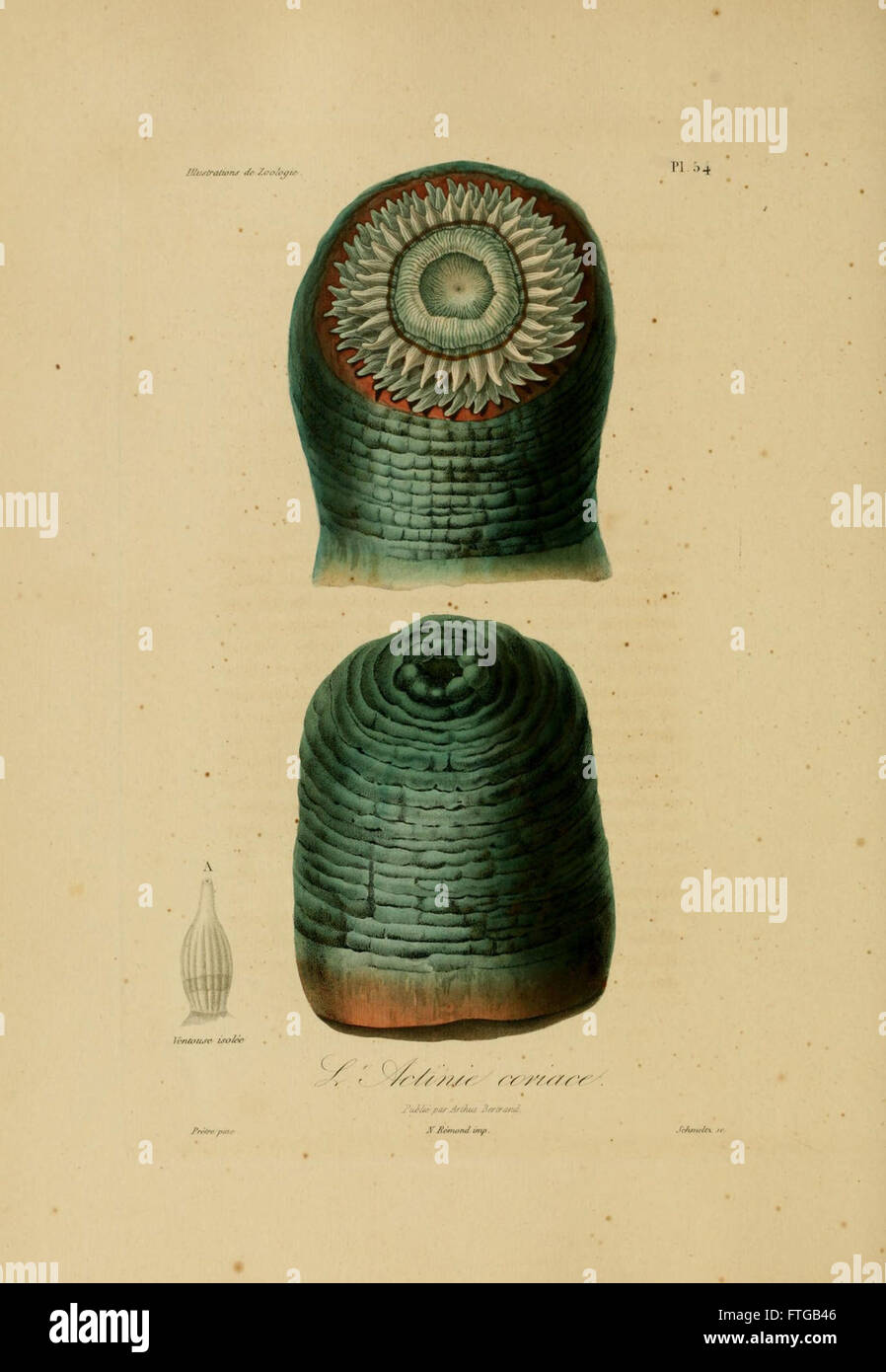 A zoological illustration from a collection of animal figures painted ...