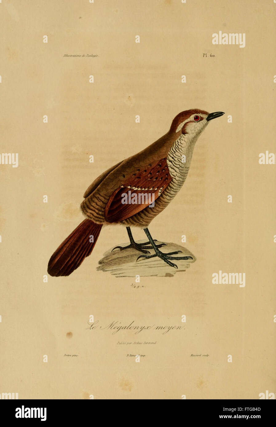 A collection of zoological illustrations featuring animals painted from ...