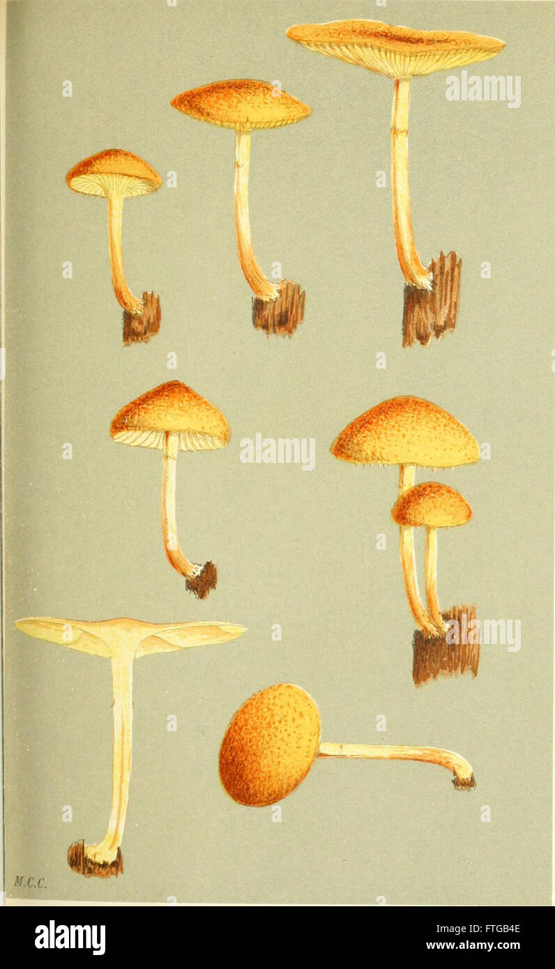 A 1888 atlas featuring detailed illustrations of British fungi ...
