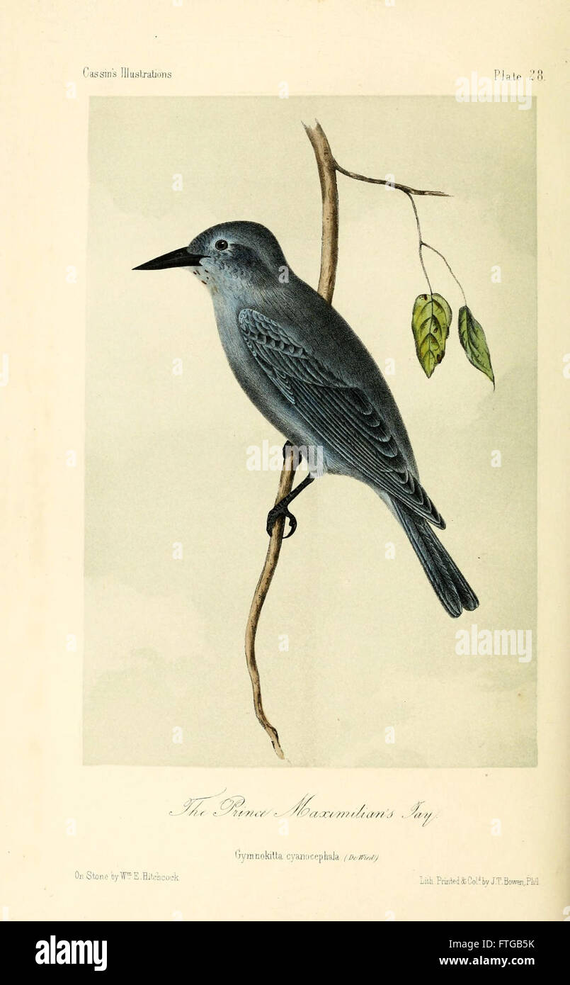 A detailed illustration from a work documenting the birds of North ...