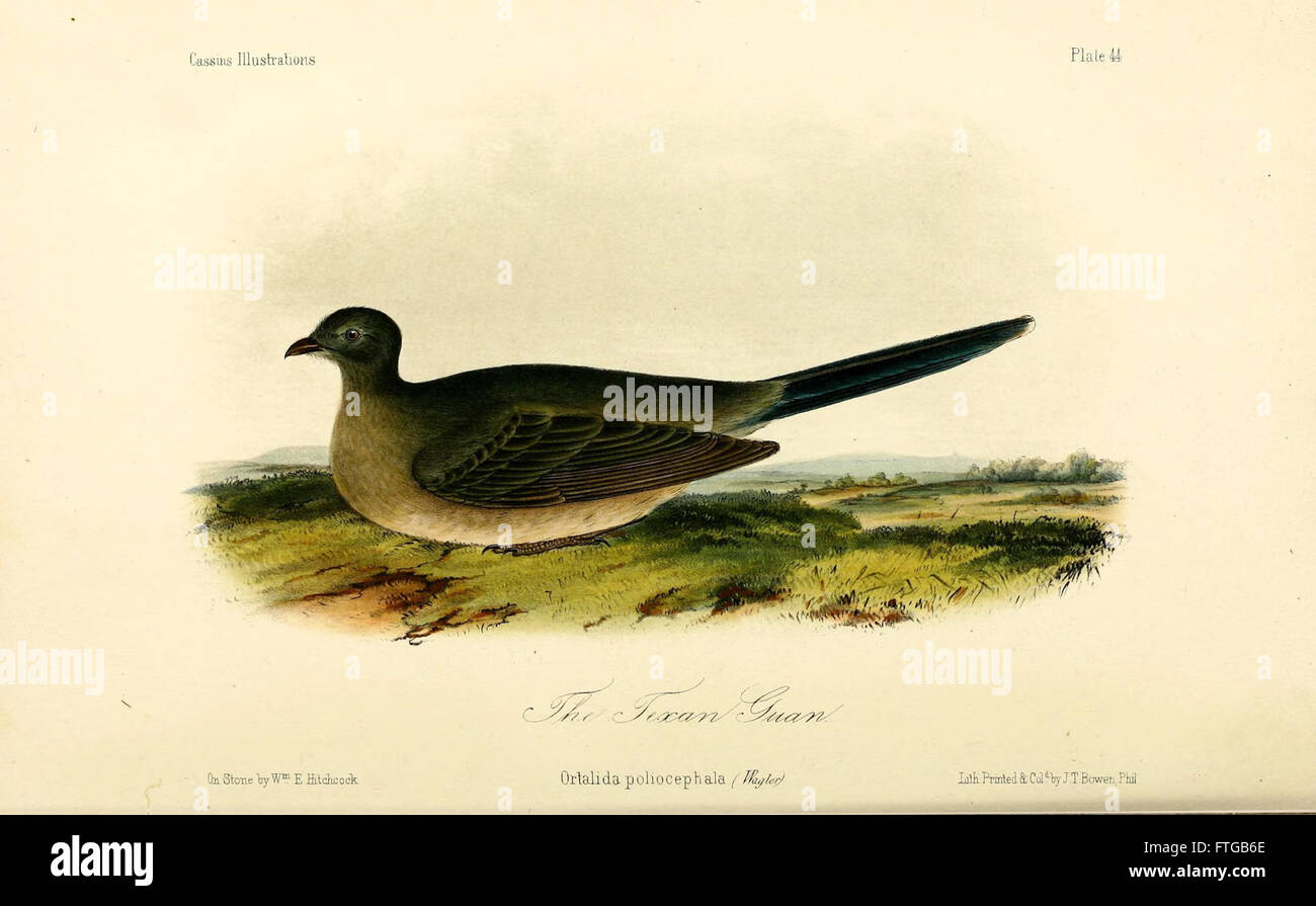Illustrations of the birds of California, Texas, Oregon, British and ...