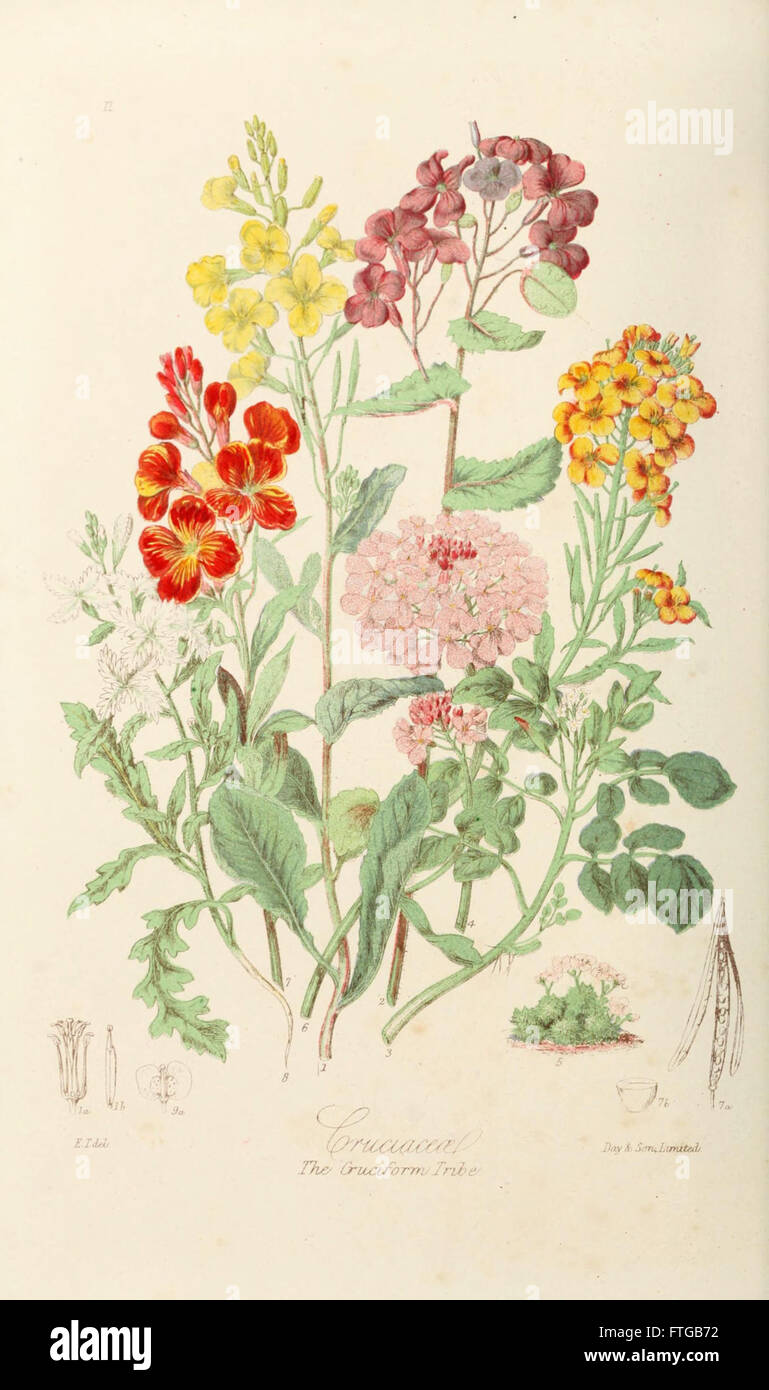 This work presents illustrations of various plant orders, focusing on ...
