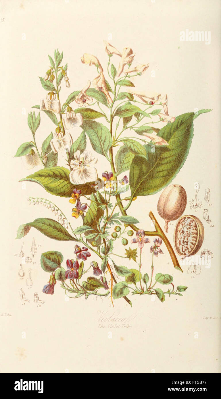 An illustration from a botanical work depicting natural orders of ...