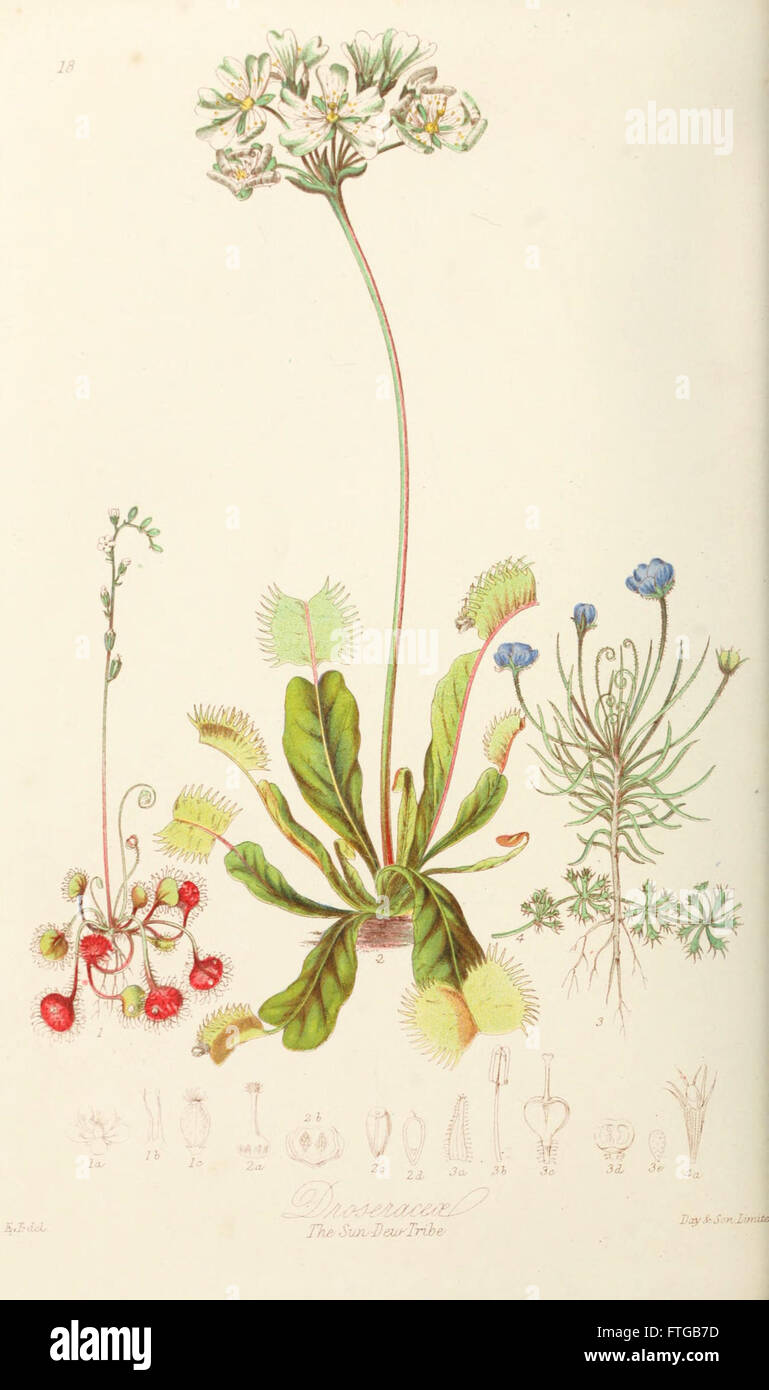 A botanical illustration detailing the natural orders of plants, with ...