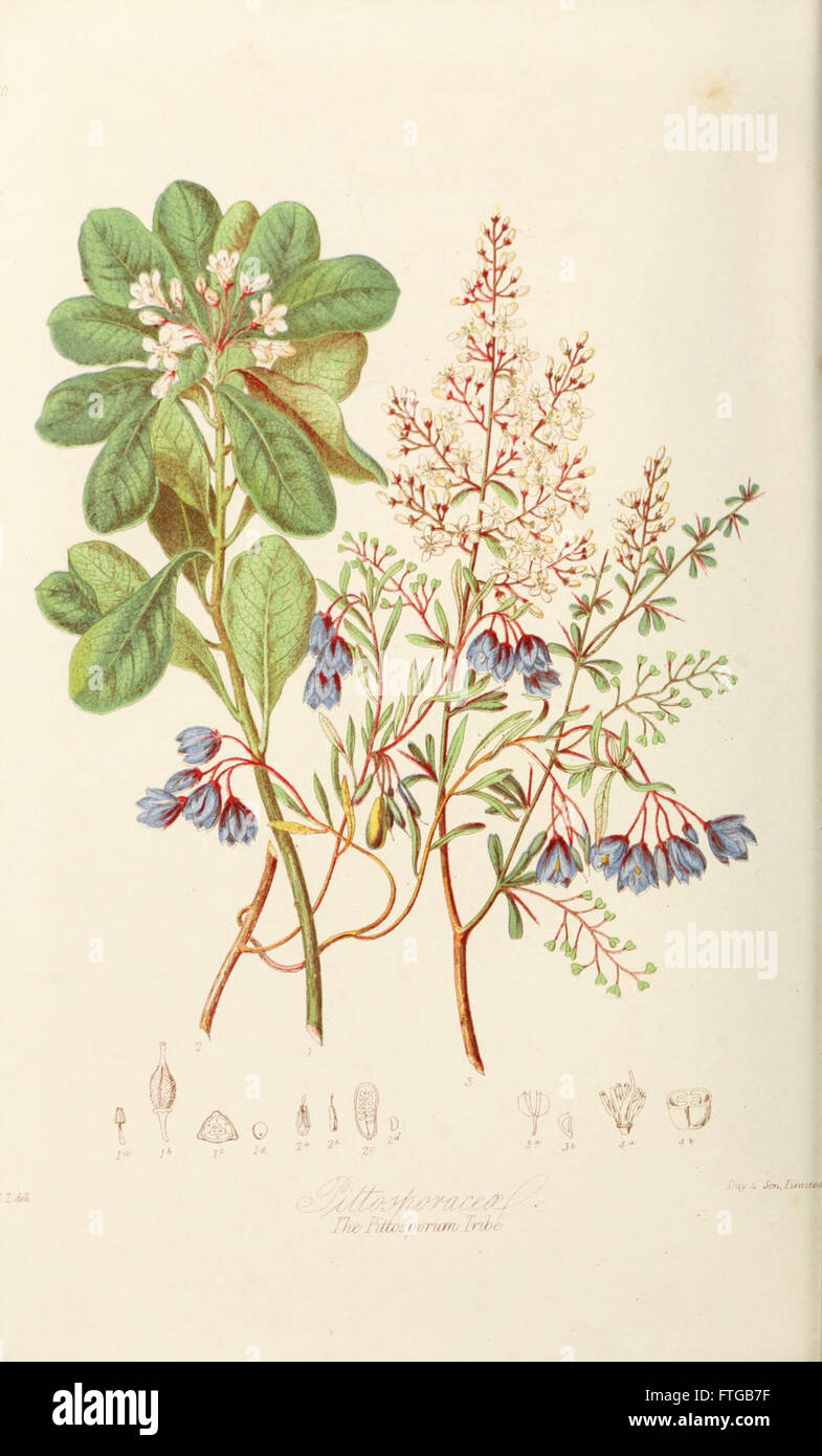 This work features detailed illustrations of plant groups, categorized ...