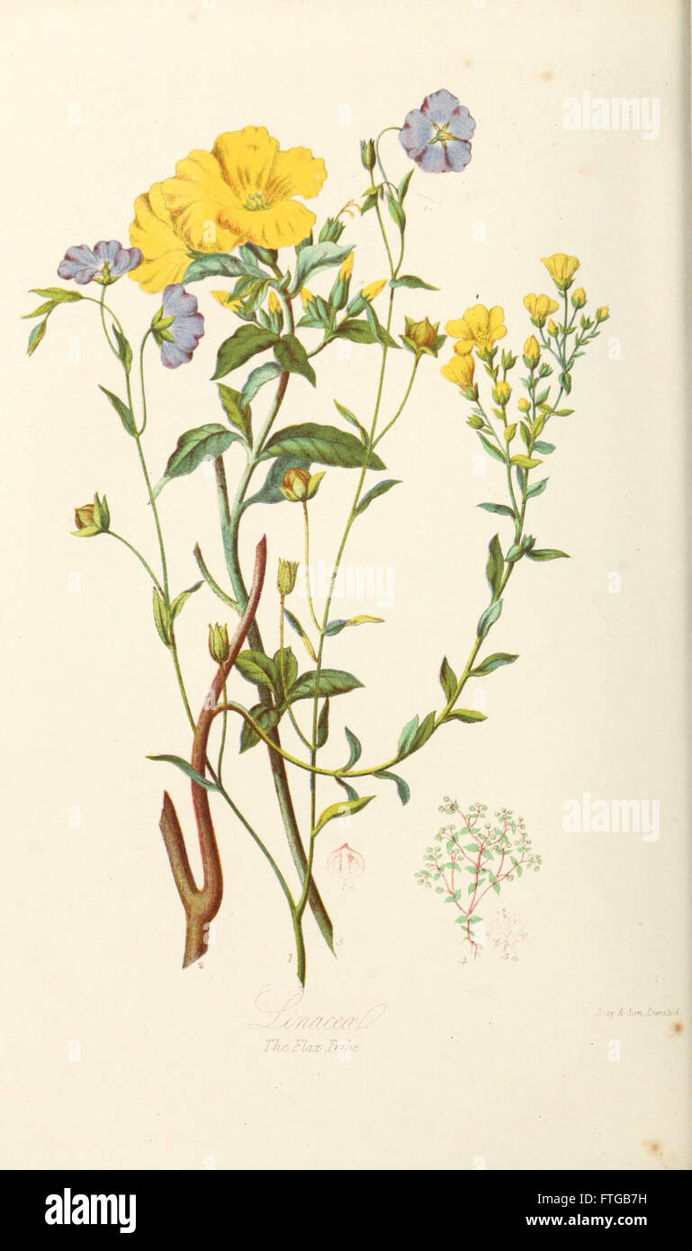 Plate 21 from 'Illustrations of the Natural Orders of Plants' features ...