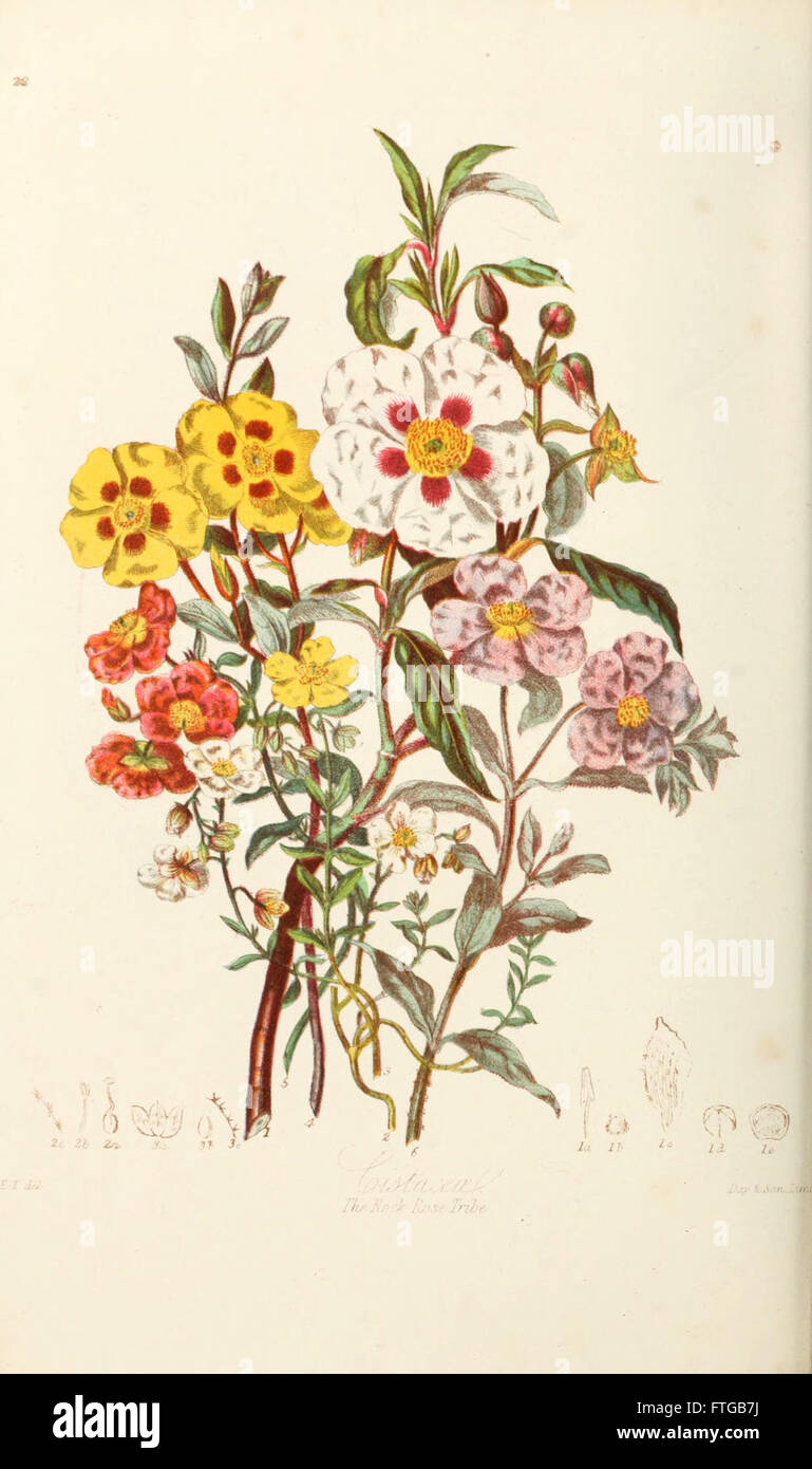 A botanical illustration providing detailed depictions and descriptions ...