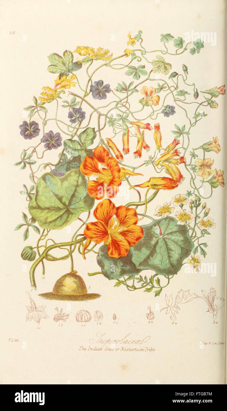 A botanical illustration series presenting various plant species ...