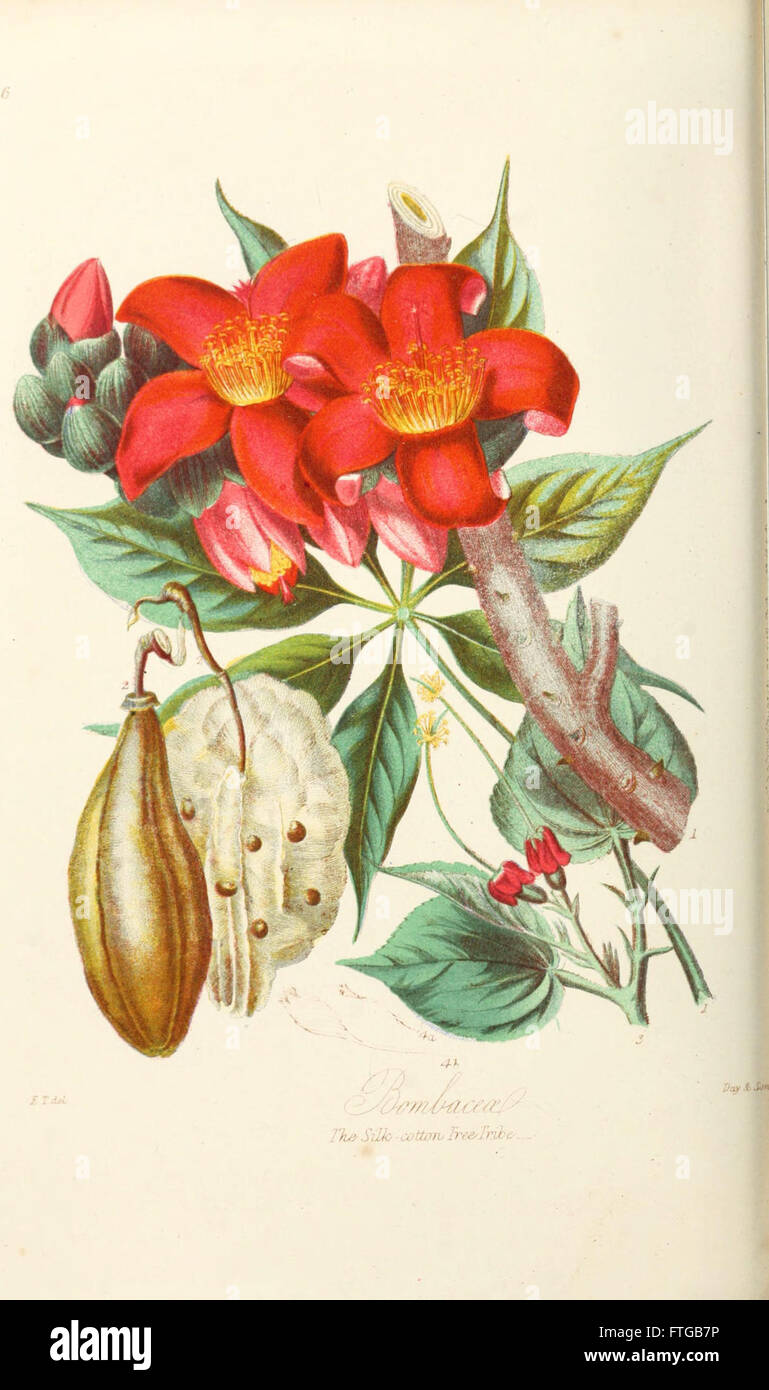 This work presents detailed illustrations of various plant species ...