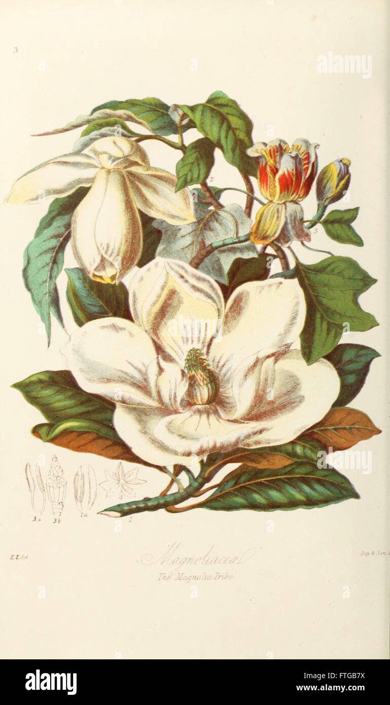Plate 3 from 'Illustrations of the Natural Orders of Plants' provides ...