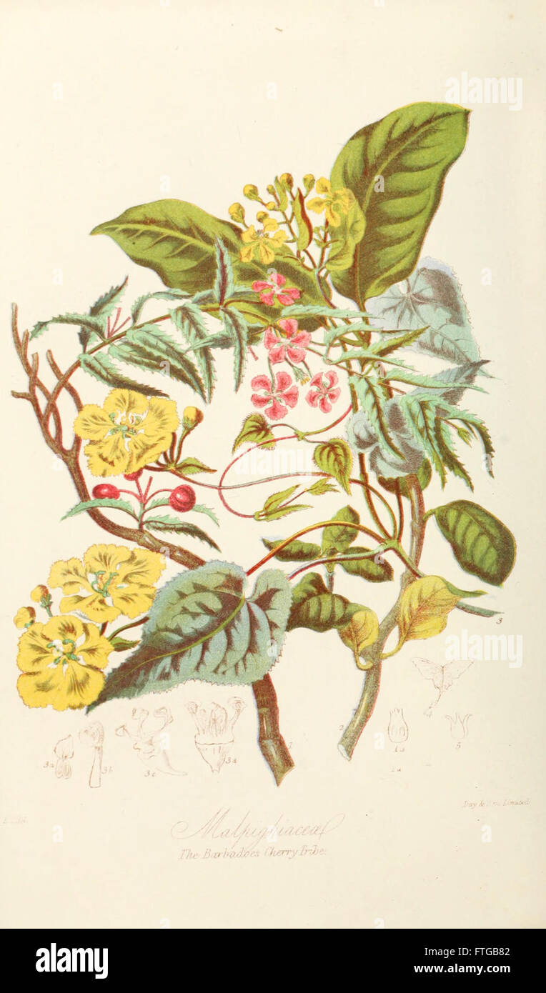 Plate 31 features illustrations of plant groups, categorizing them ...