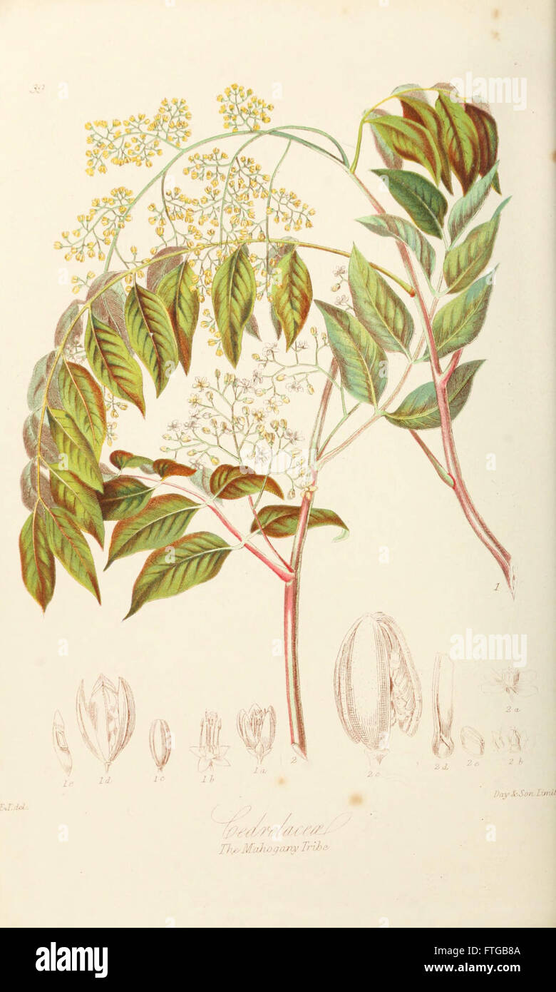 'Illustrations of the Natural Orders of Plants' (Pl. 39) presents ...