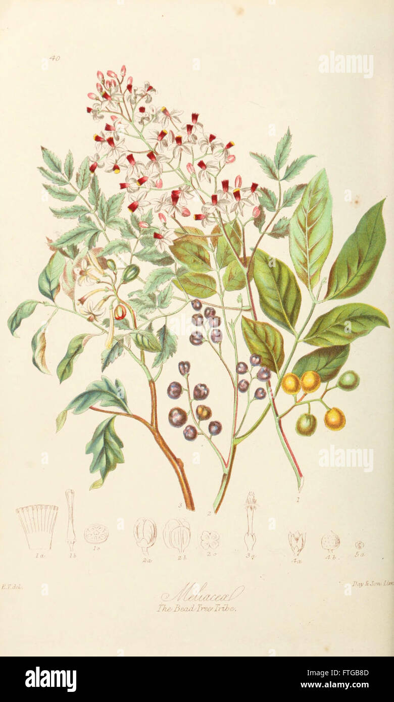 This publication features detailed illustrations of various plant ...