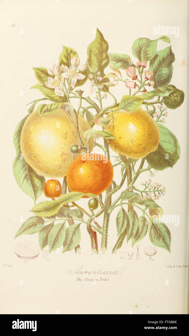 An illustration from a botanical text showing various plant groups and ...