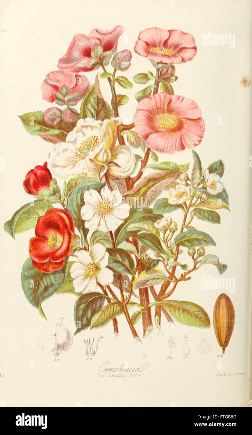 This illustration collection provides a visual representation of plant ...
