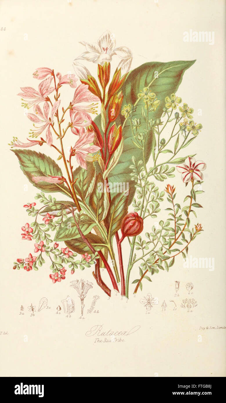 A botanical illustration from a series focusing on the natural orders ...