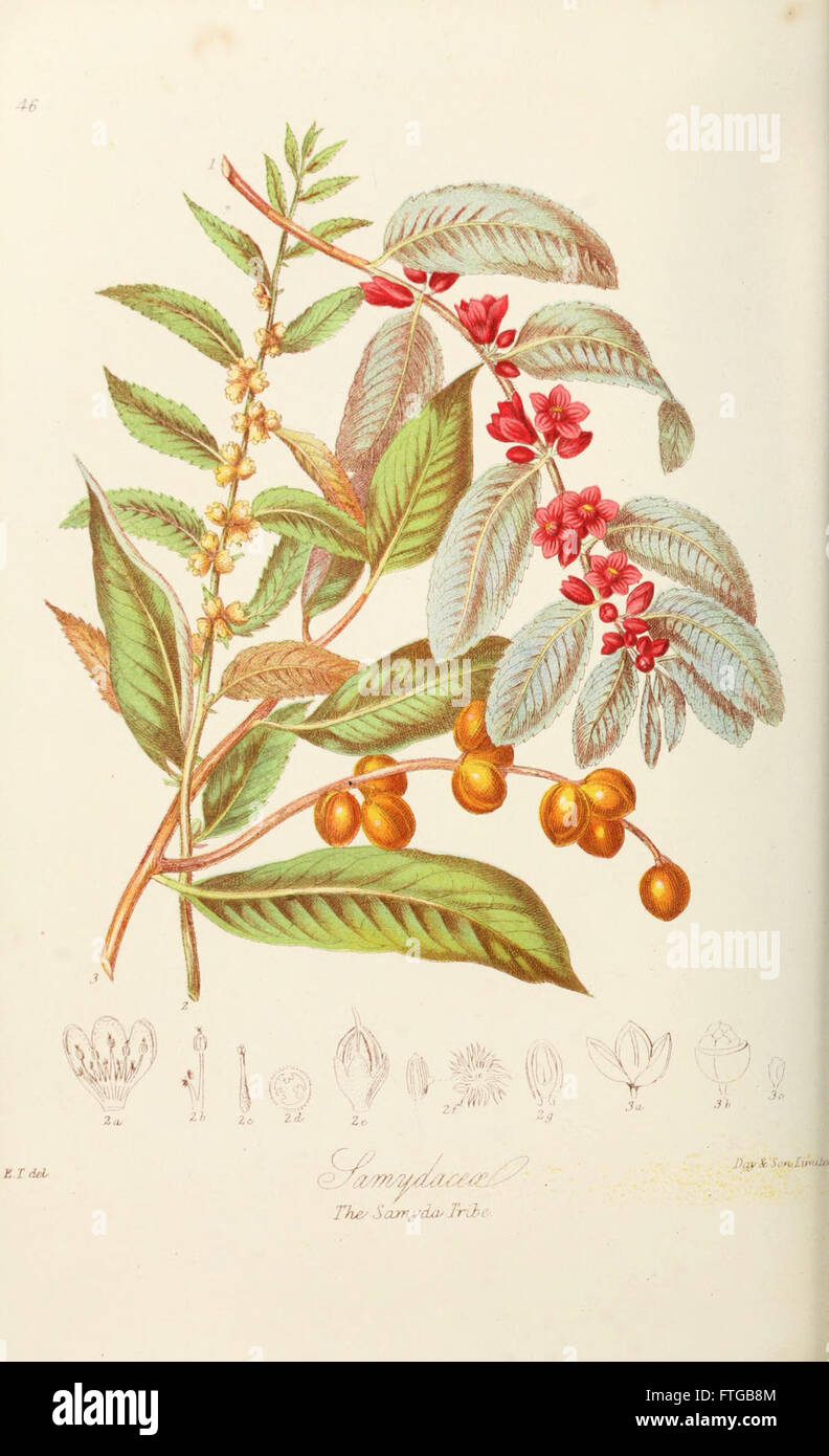 This plate features botanical illustrations of plant species organized ...