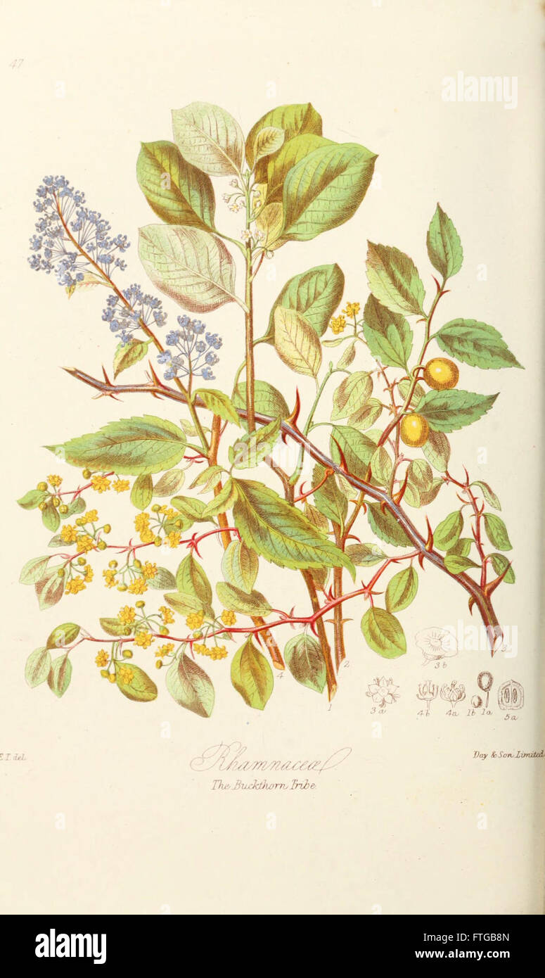 A detailed botanical illustration showing various plant orders, with ...