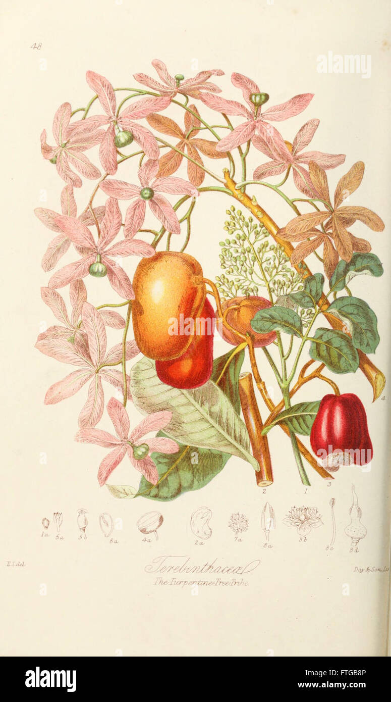 This botanical work illustrates the natural orders of plants, featuring ...