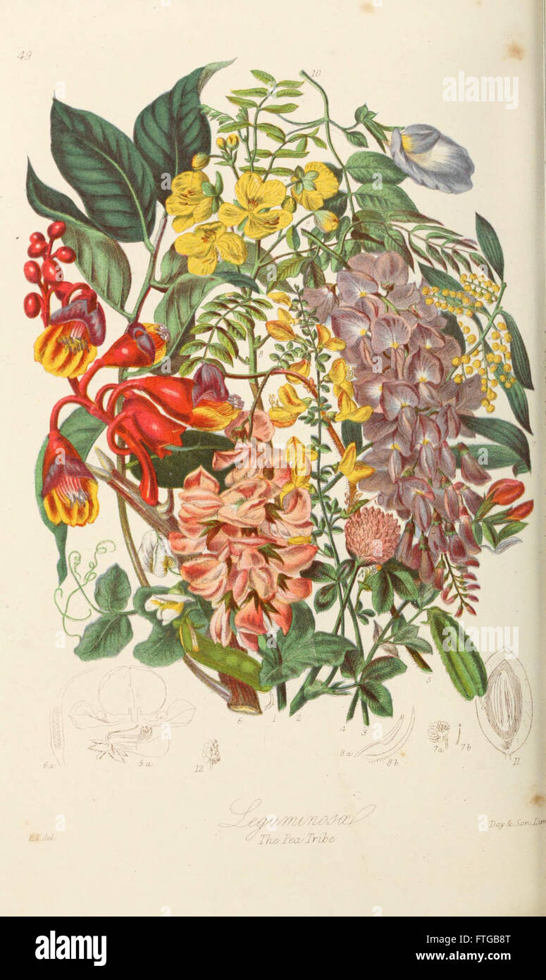 This plate from 'Illustrations of the Natural Orders of Plants ...