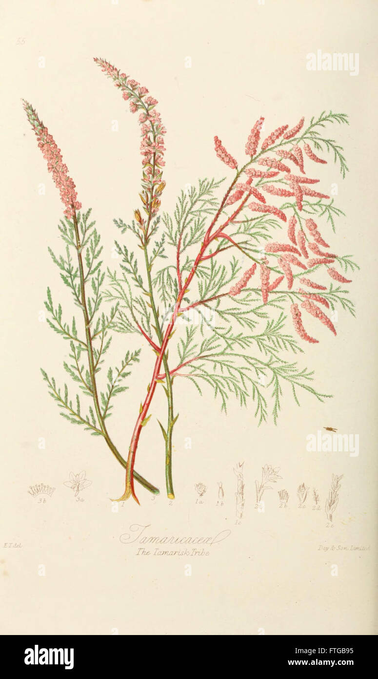 An illustrated work focusing on the natural orders of plants, offering ...