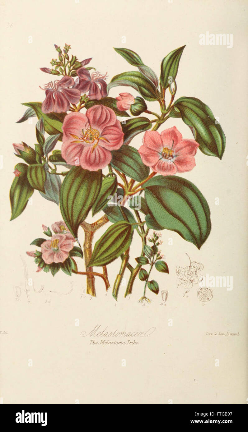 This plate, from a botanical publication, features illustrations of ...
