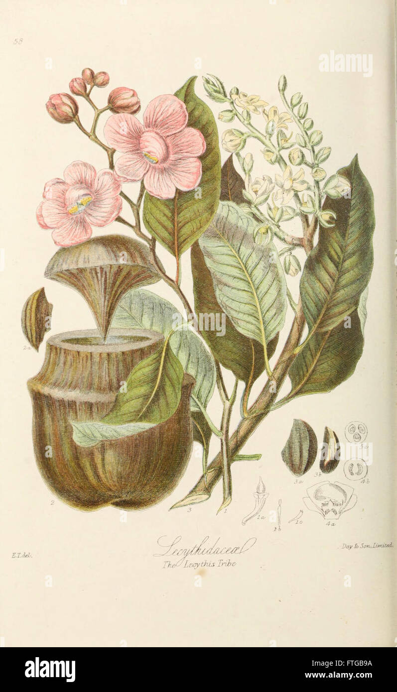 Plate 58 from 'Illustrations of the Natural Orders of Plants' presents ...