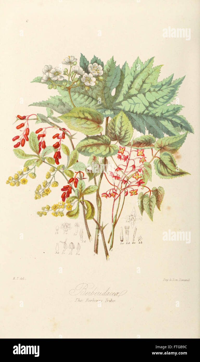 This plate from a botanical work illustrates the natural orders of ...