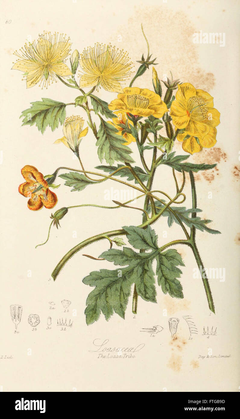 Plate 60 of 'Illustrations of the Natural Orders of Plants,' featuring ...