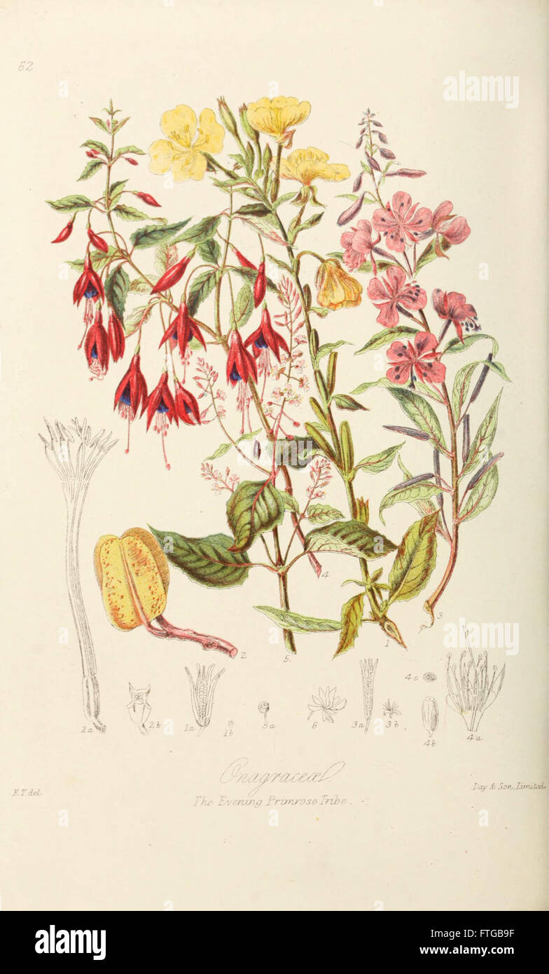 This plate features illustrations of plant species organized by their ...