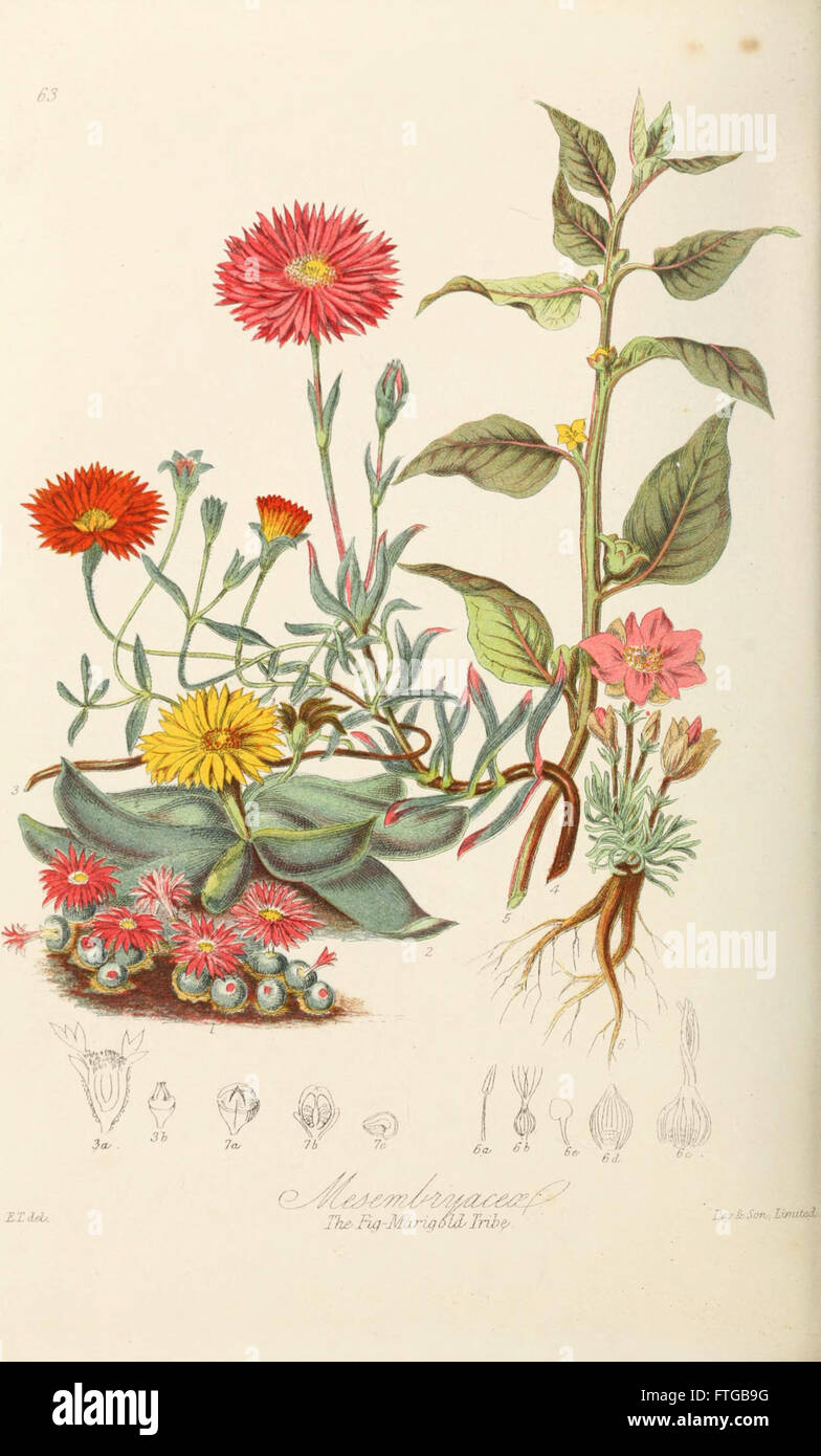 This plate from 'Illustrations of the Natural Orders of Plants ...