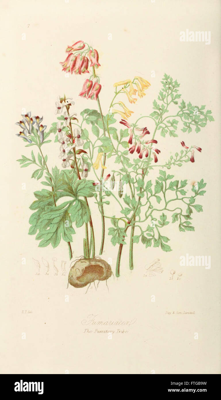 This plate showcases illustrations of various plant species categorized ...