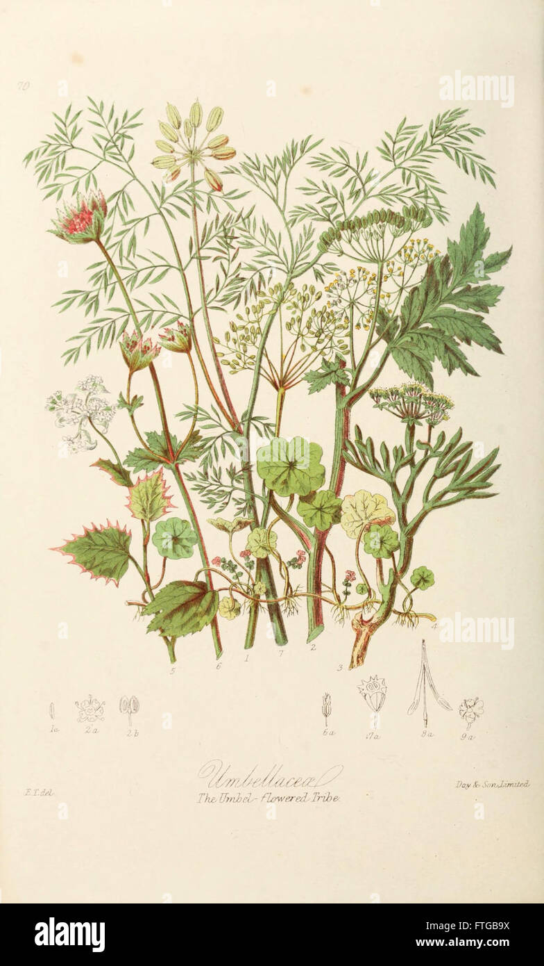 An illustration from Illustrations of the Natural Orders of Plants ...